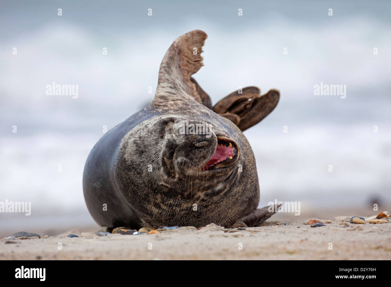 Grey seal hi-res stock photography and images - Alamy