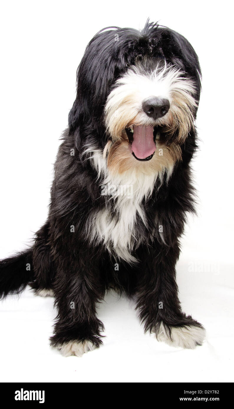 happy bobtail Stock Photo - Alamy