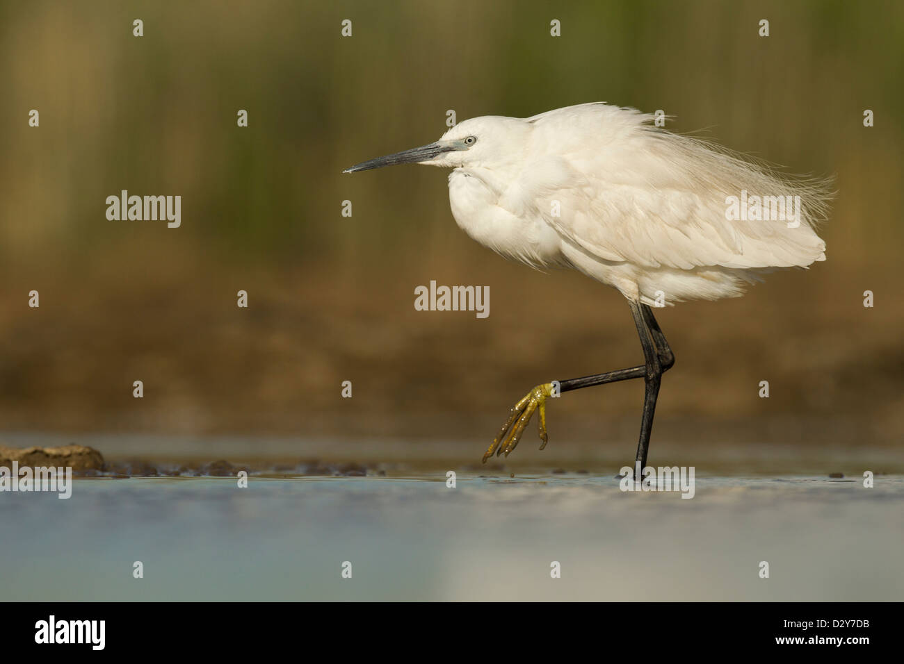 Egret With Yellow Feet