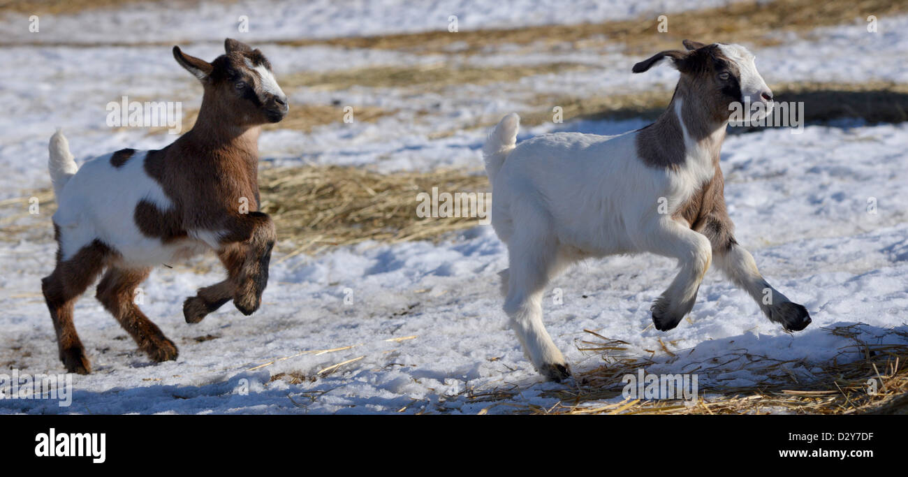 Goats on a farm hi-res stock photography and images - Alamy