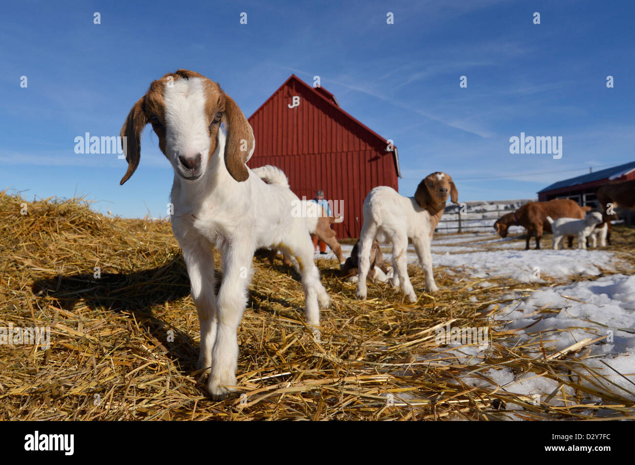 Baby goat farm oregon hi-res stock photography and images - Alamy