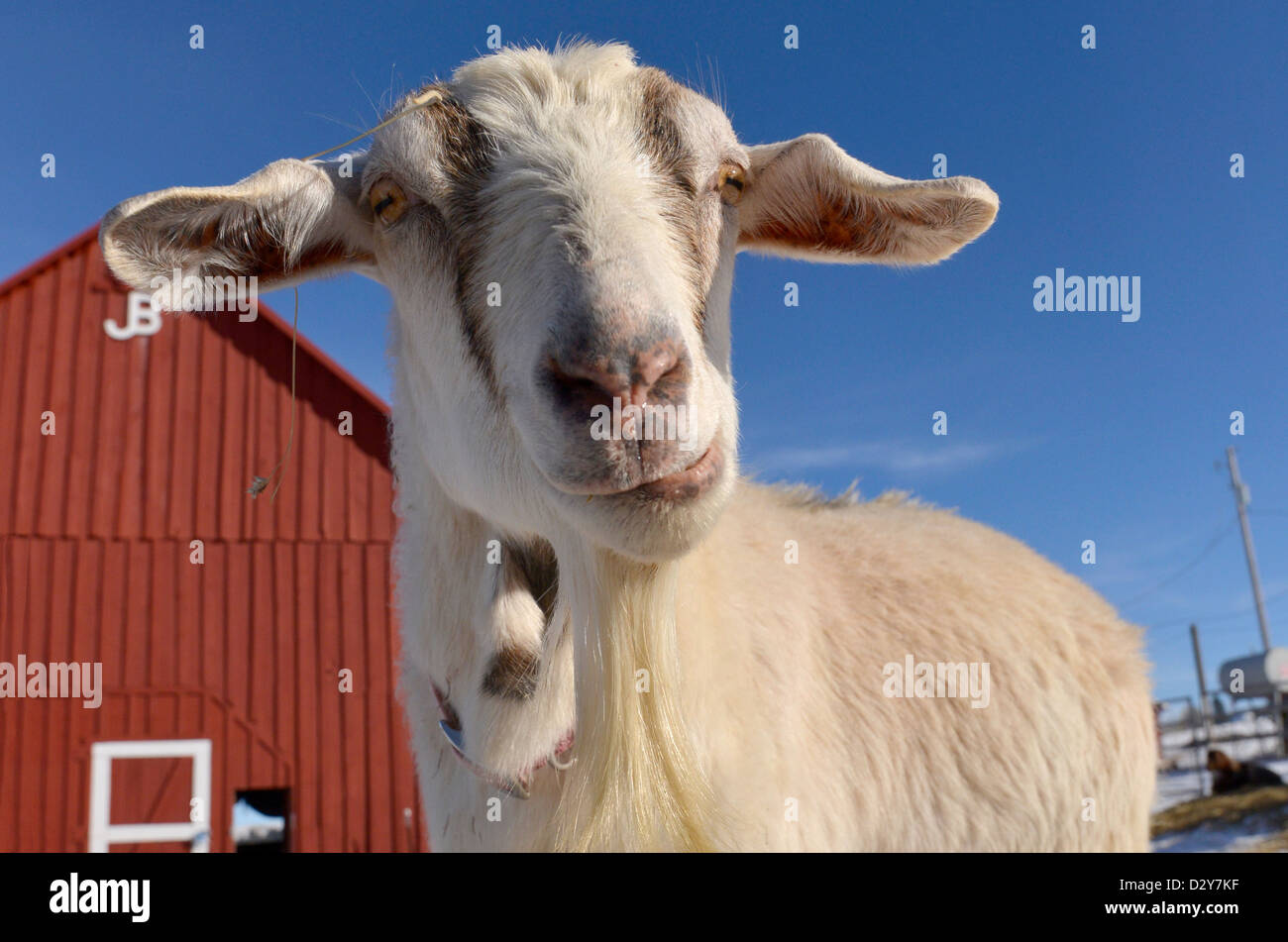 A curious baby goat on a farm in Oregon's Wallowa Valley Stock Photo ...