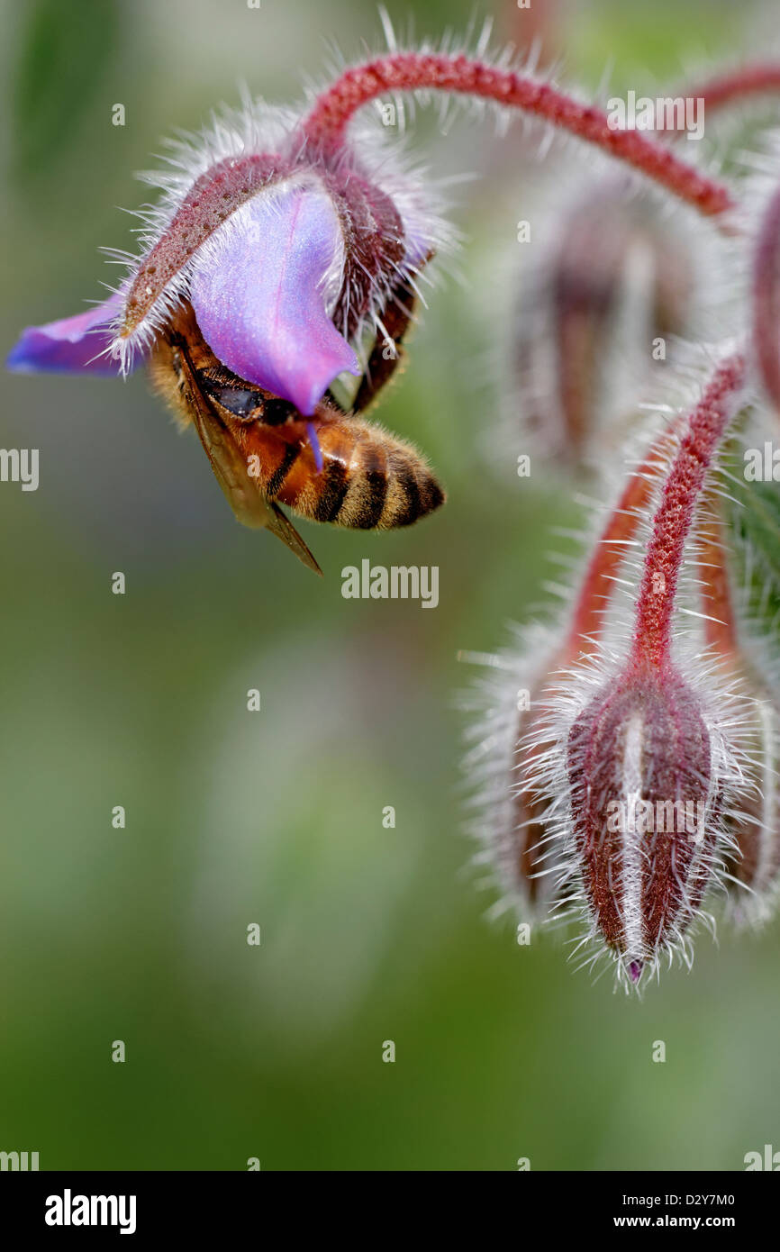 Honey bee taking nectar and pollen from a Borage flower Stock Photo - Alamy