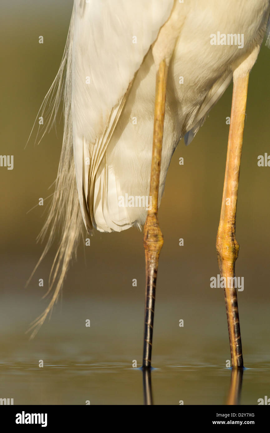 Close up of Great White Egret Ardea alba legs and feather plumes Stock ...