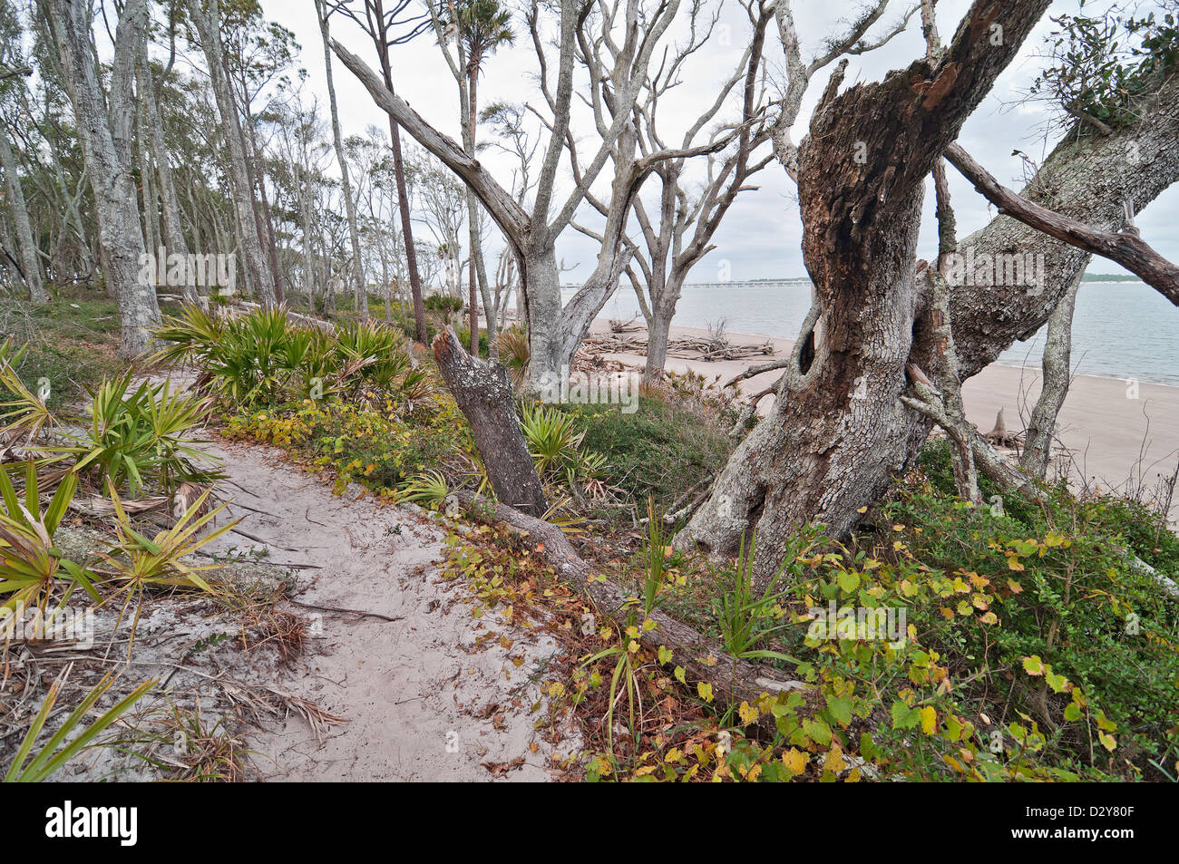 Big Talbot Island State Park along North Florida's Atlantic coast Stock ...