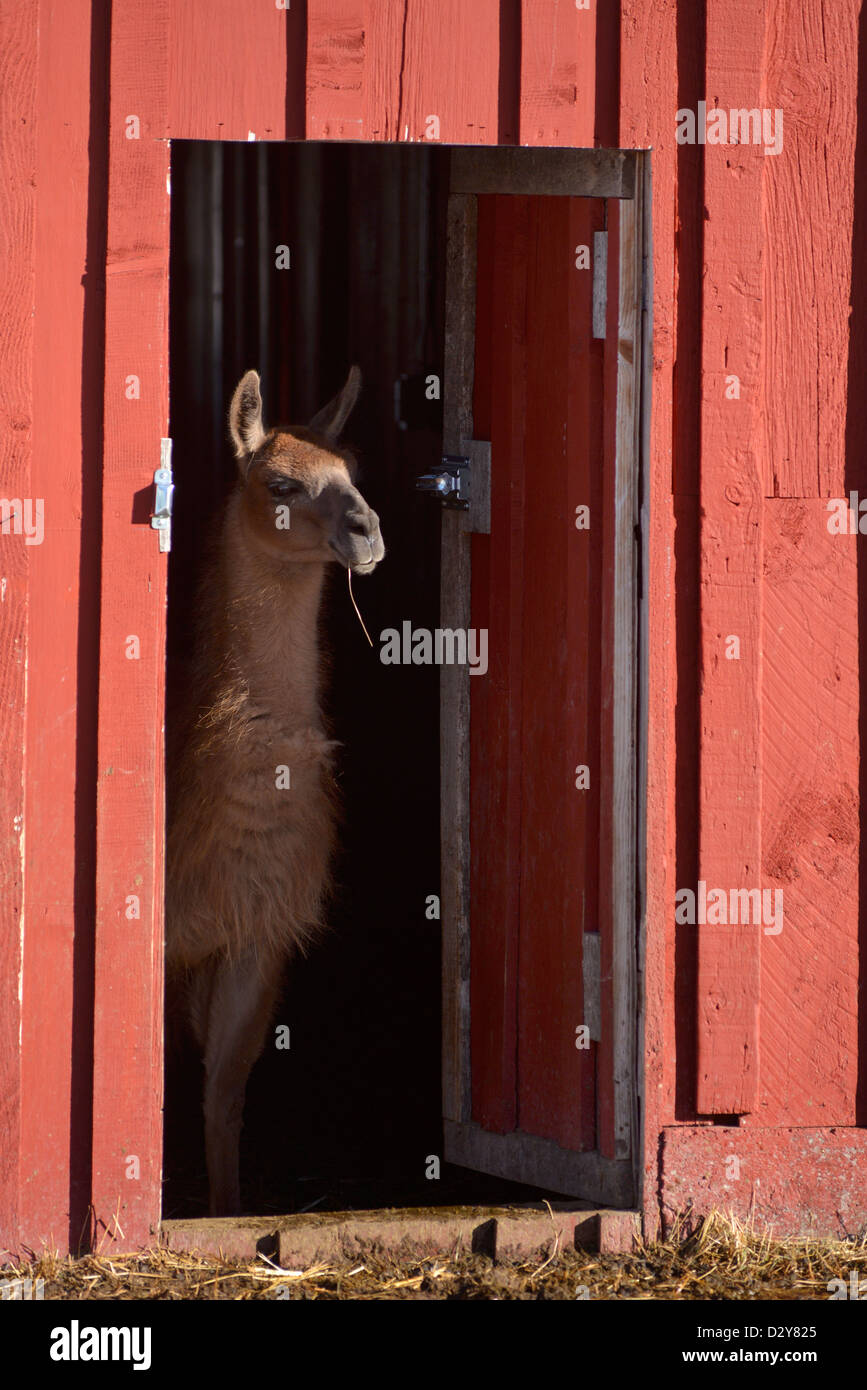 Llama ranch hi-res stock photography and images - Alamy