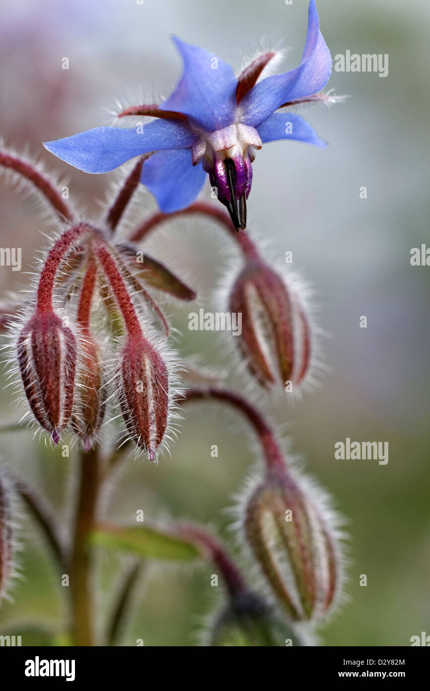Borage officinalis , also known as a Starflower Stock Photo - Alamy
