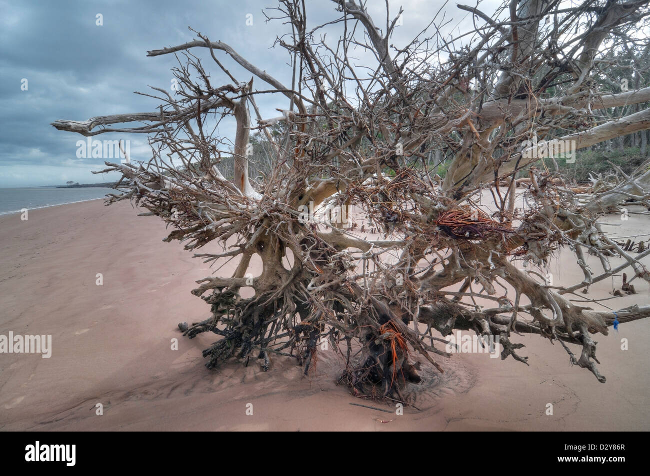 Boneyard Beach on Big Talbot Island Florida along the Atlantic Coast ...