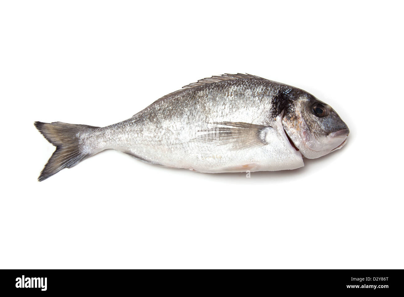 Sea Bream or Dorade fish isolated on a white studio background Stock ...