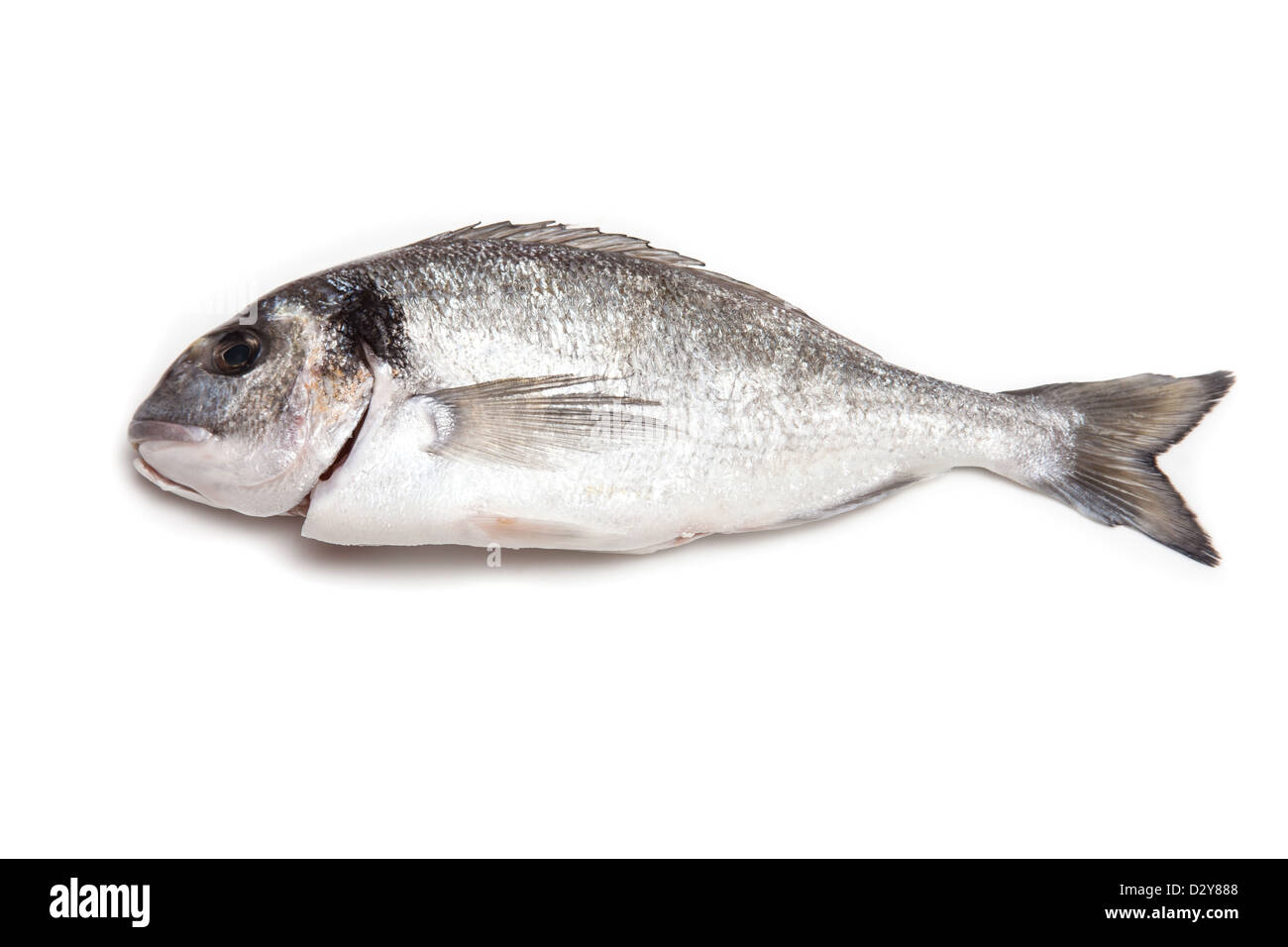 Sea Bream or Dorade fish isolated on a white studio background Stock ...