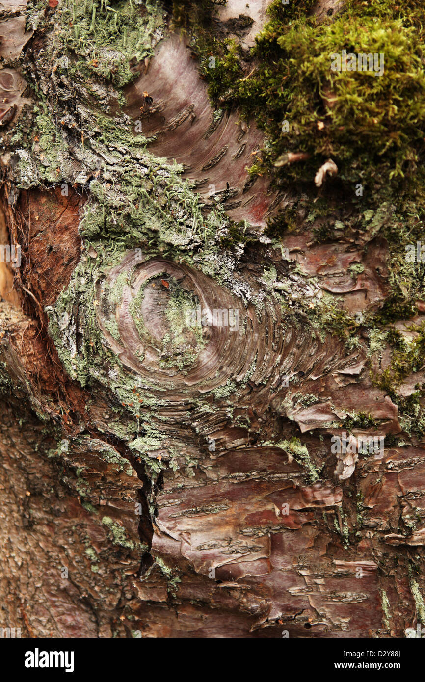 wood texture with moss Stock Photo - Alamy