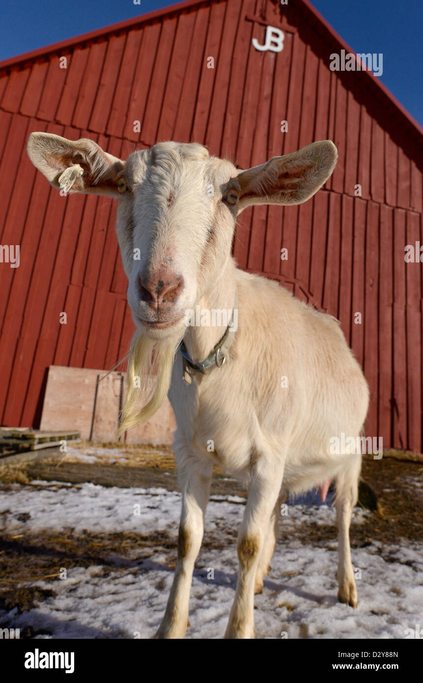 A curious baby goat on a farm in Oregon's Wallowa Valley Stock Photo ...