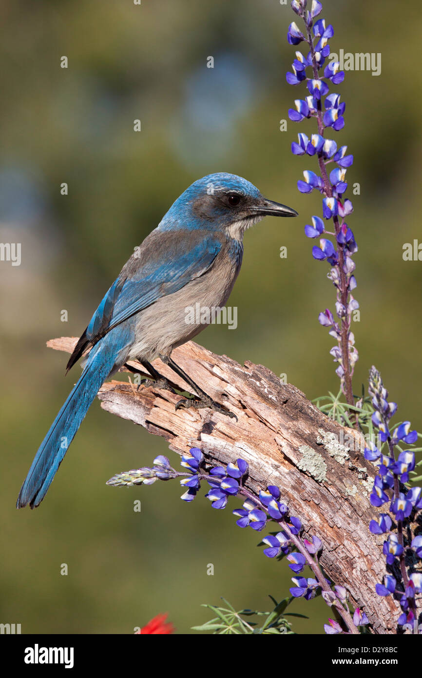 Arizona Scrub Jay