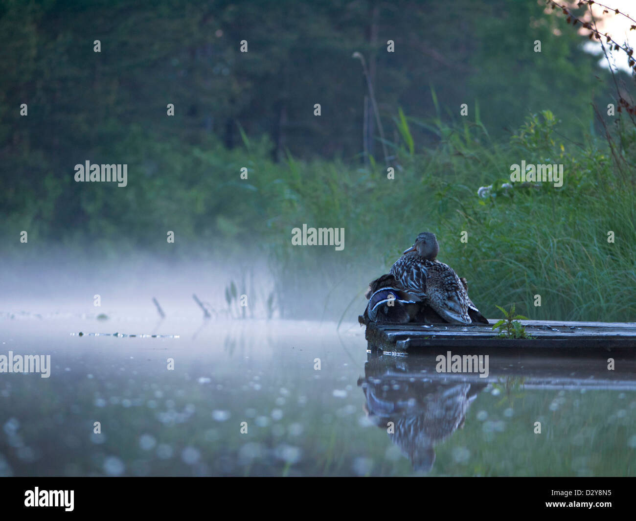 Duck with ducklings sleeping on a raft in the White Nights season Stock ...