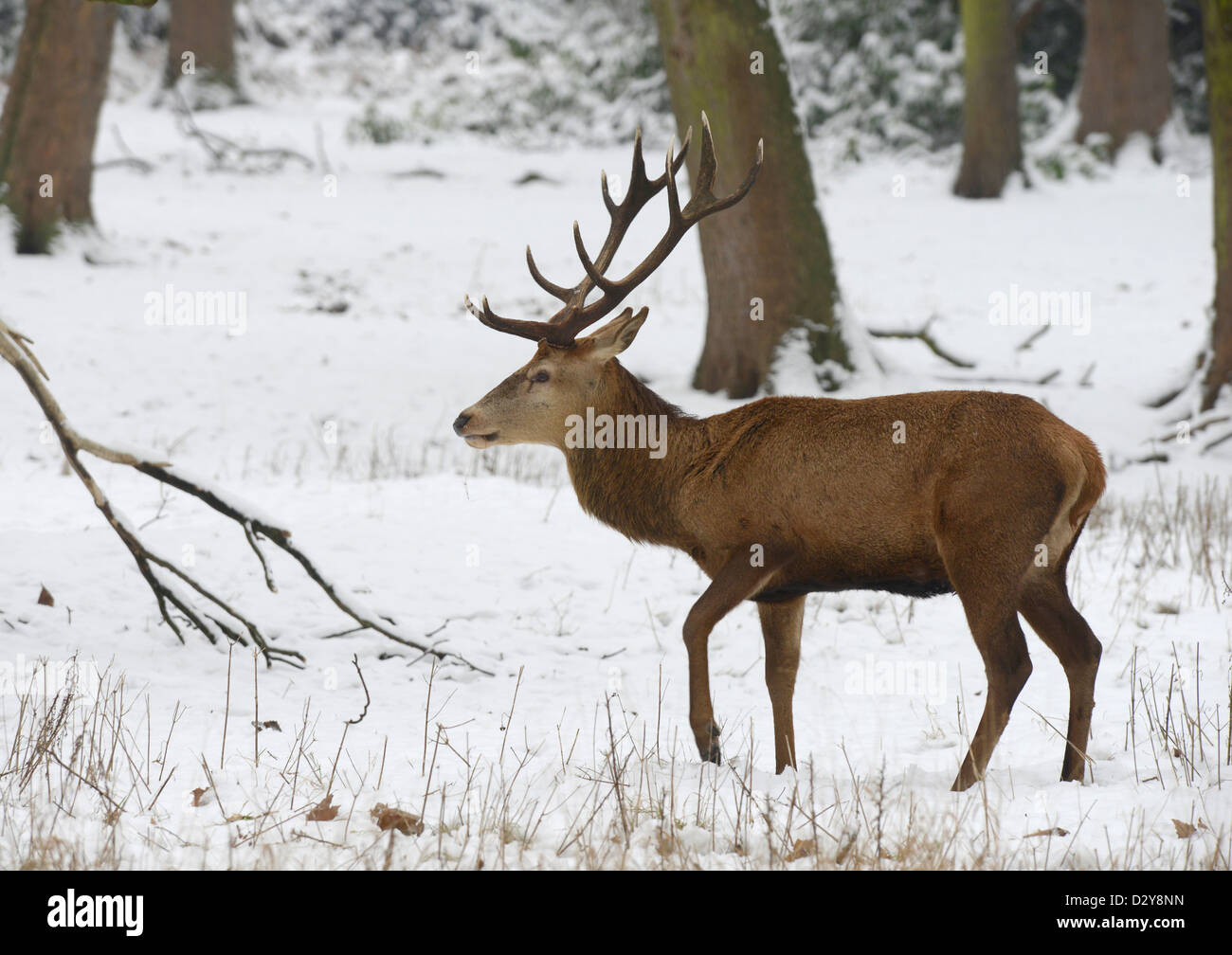 Stag in snow hi-res stock photography and images - Alamy
