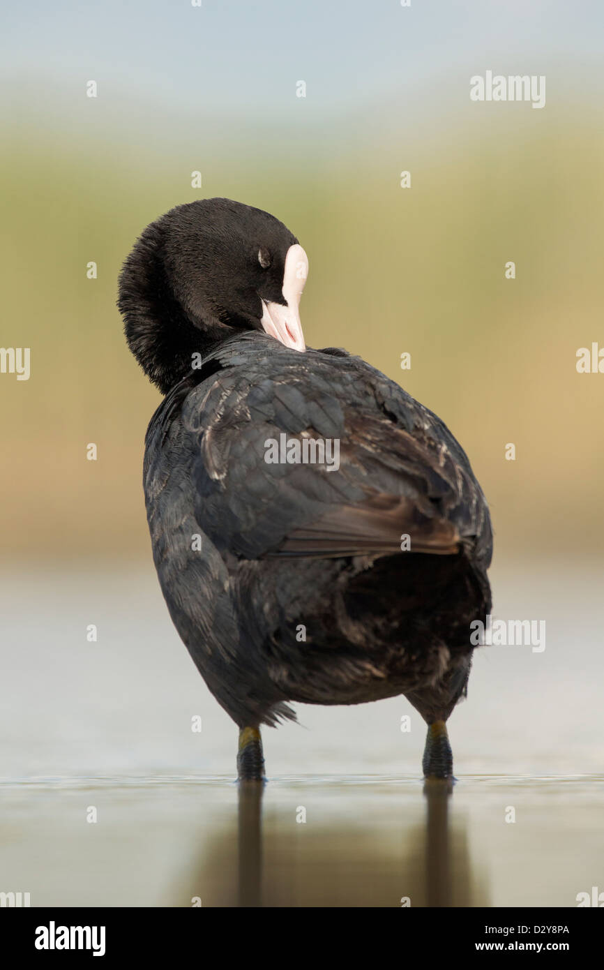 Coot head hi-res stock photography and images - Alamy