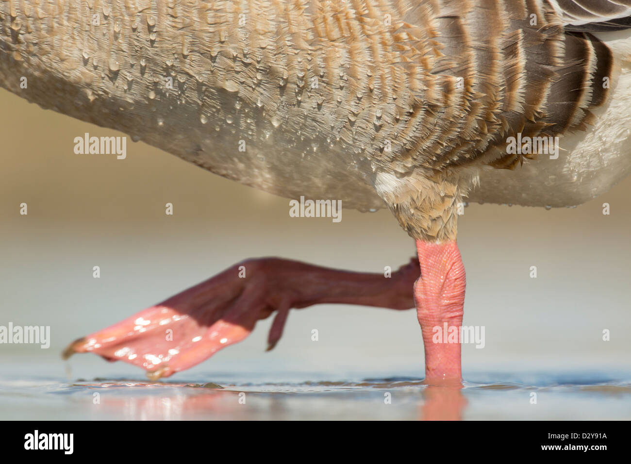 Goose Feet Stock Photos & Goose Feet Stock Images - Alamy
