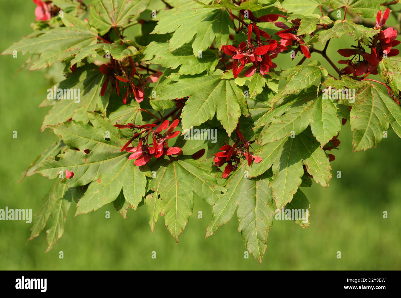Downy Japanese Maple, Fullmoon Maple or Japanese Maple, Acer japonicum ...
