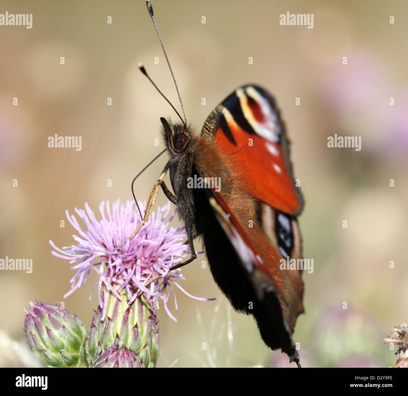 European common Peacock butterfly (Inachis io, Aglais io) foraging on a ...