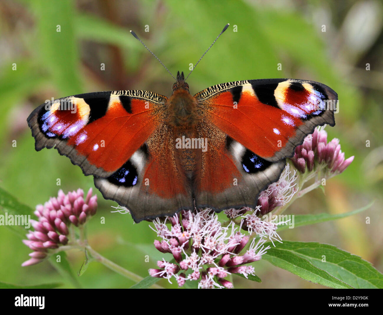 European common Peacock butterfly (Inachis io, Aglais io) foraging on a ...