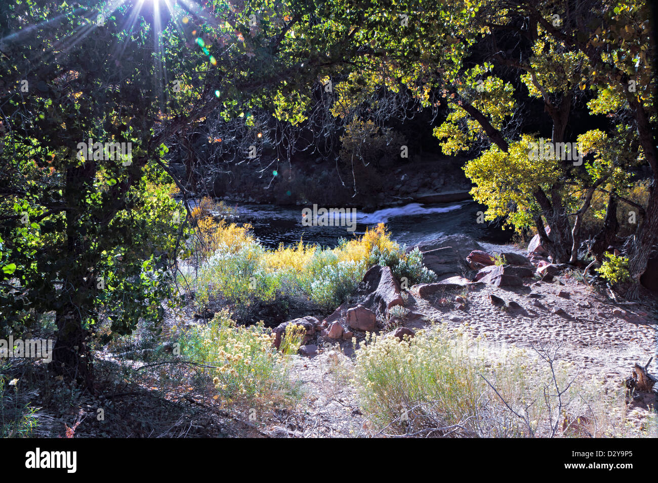 Sun streaming through the trees Stock Photo - Alamy