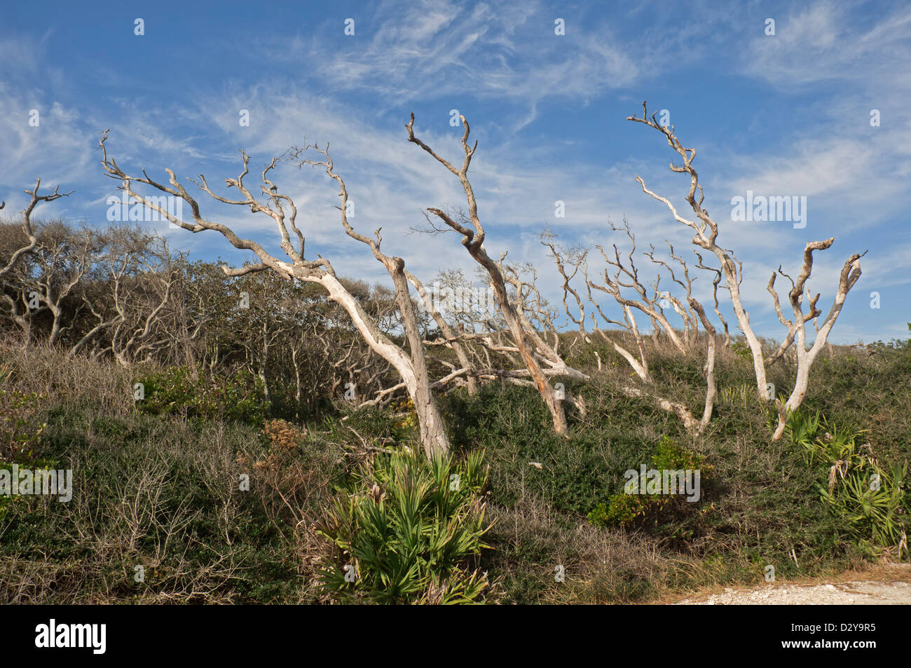 Sand live oak or Quercus geminata and saw palmetto or Serenoa repens ...