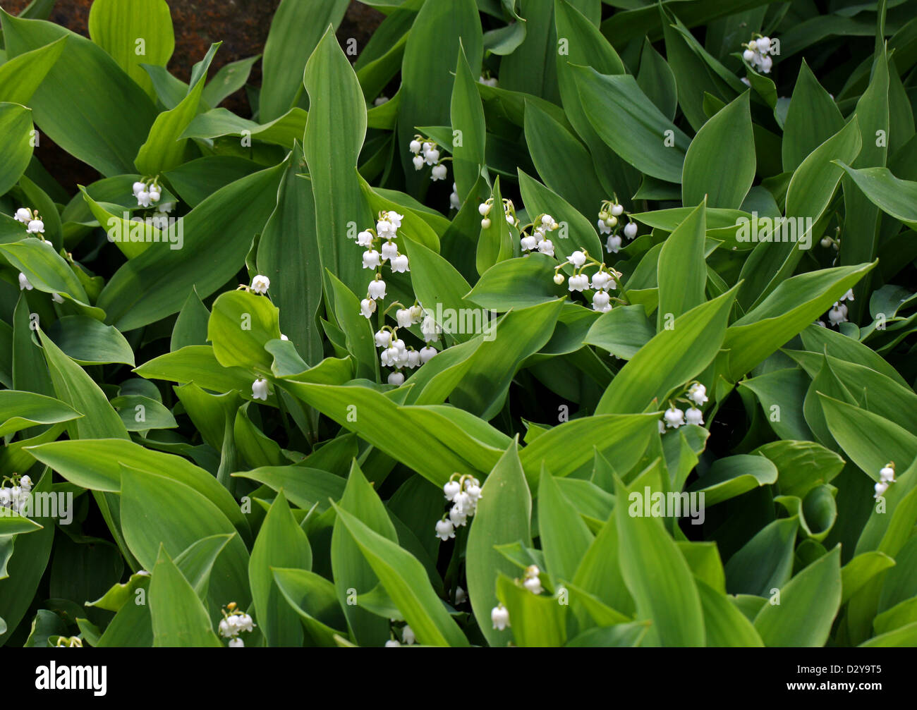 Convalllariaceae Hi Res Stock Photography And Images Alamy
