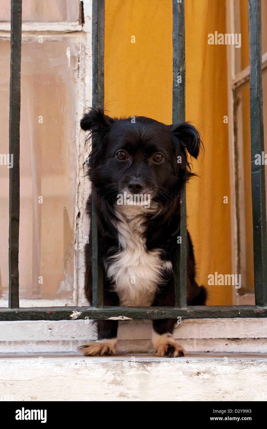 Dog in the window hi-res stock photography and images - Alamy