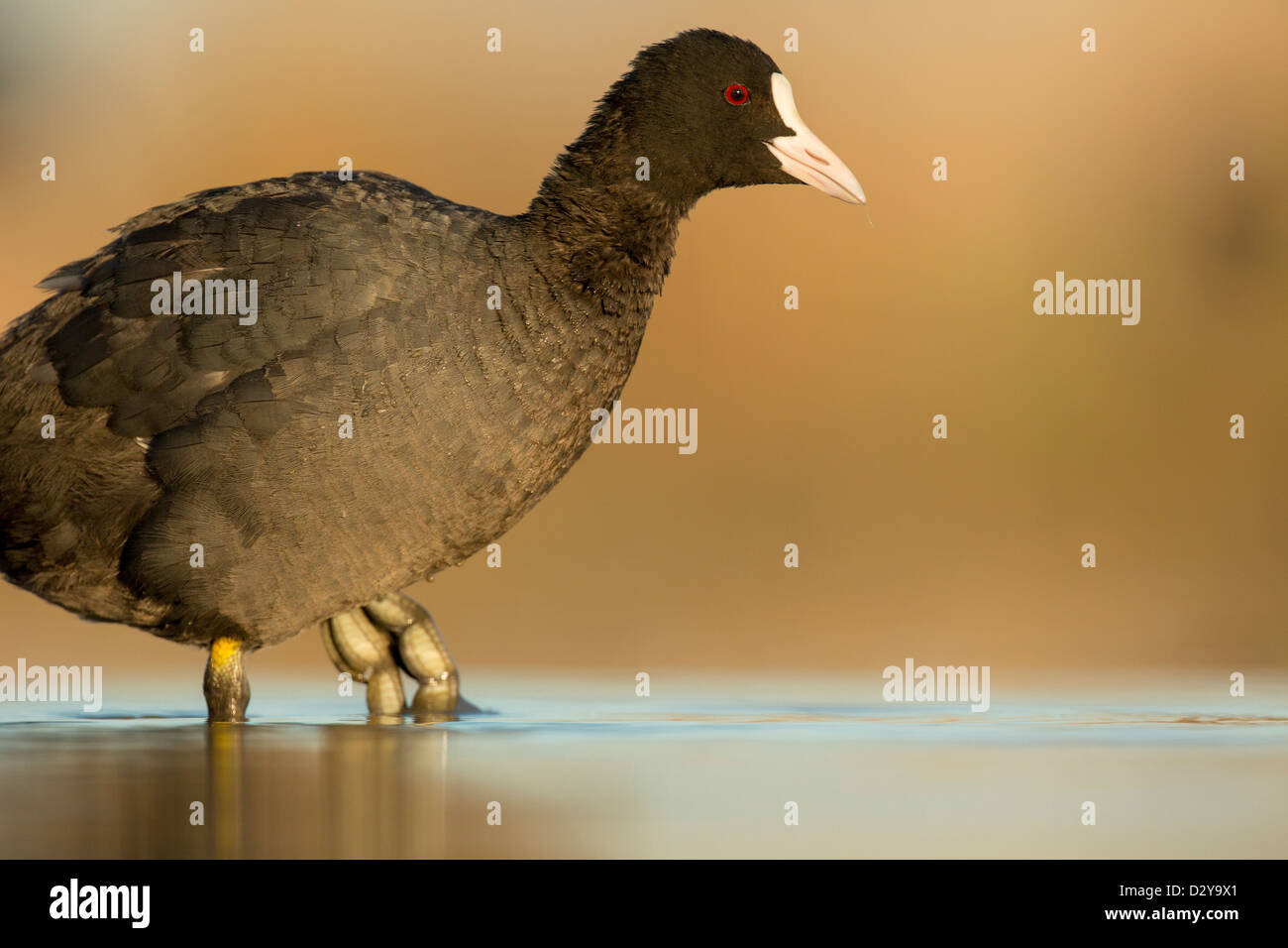 Close up of Coot Fulica atra head and body walking in shallow water ...