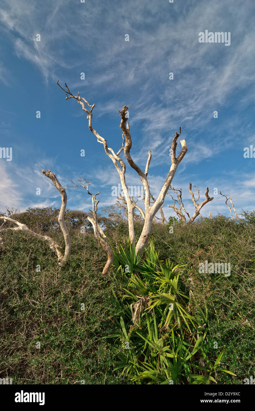 Sand live oak or Quercus geminata and saw palmetto or Serenoa repens ...