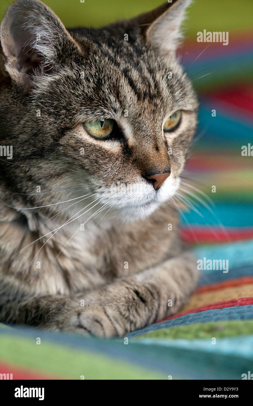 Tabby hi-res stock photography and images - Alamy