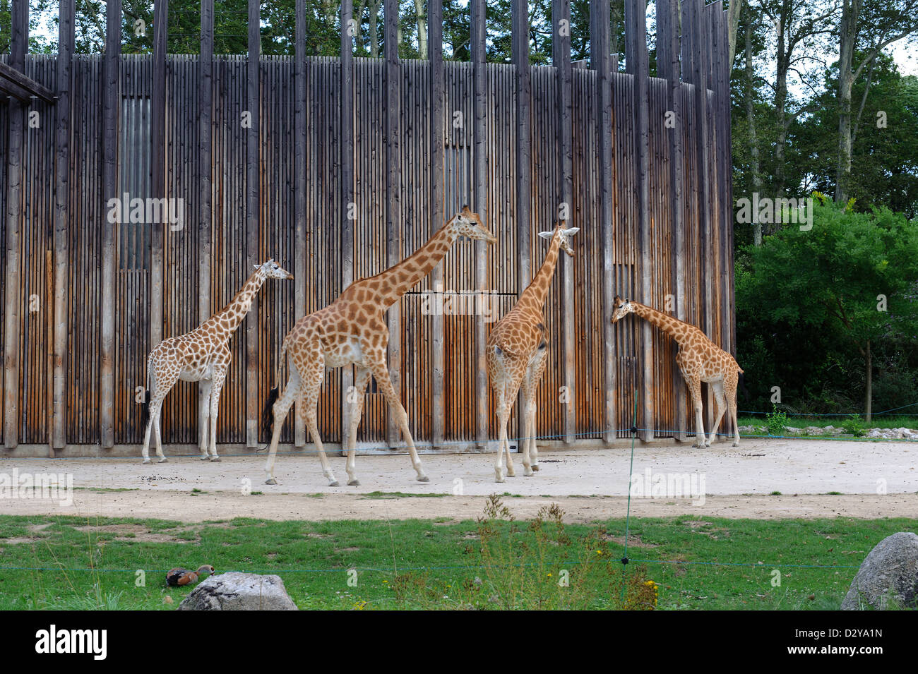 Giraffe in the zoo in Lyon, France, Europe Stock Photo - Alamy