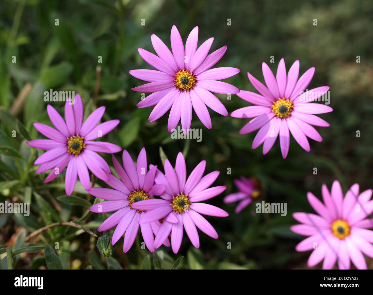 African Daisy, Osteospermum, Asteraceae. Aka Cape Daisy, Cape Marigold ...