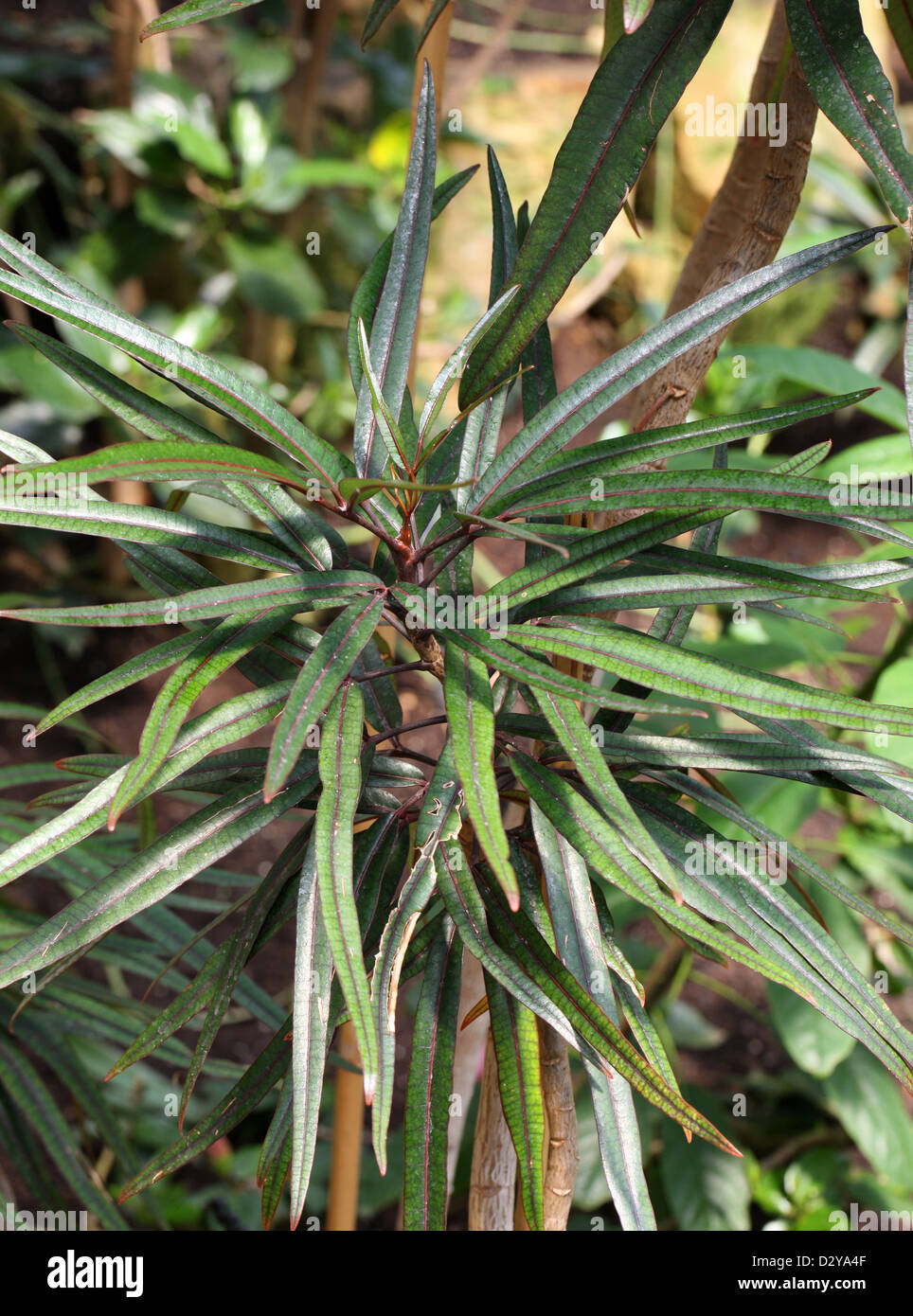 Young Ox Tree (Bois Boeuf Fr.), Gastonia mauritiana, Araliaceae ...