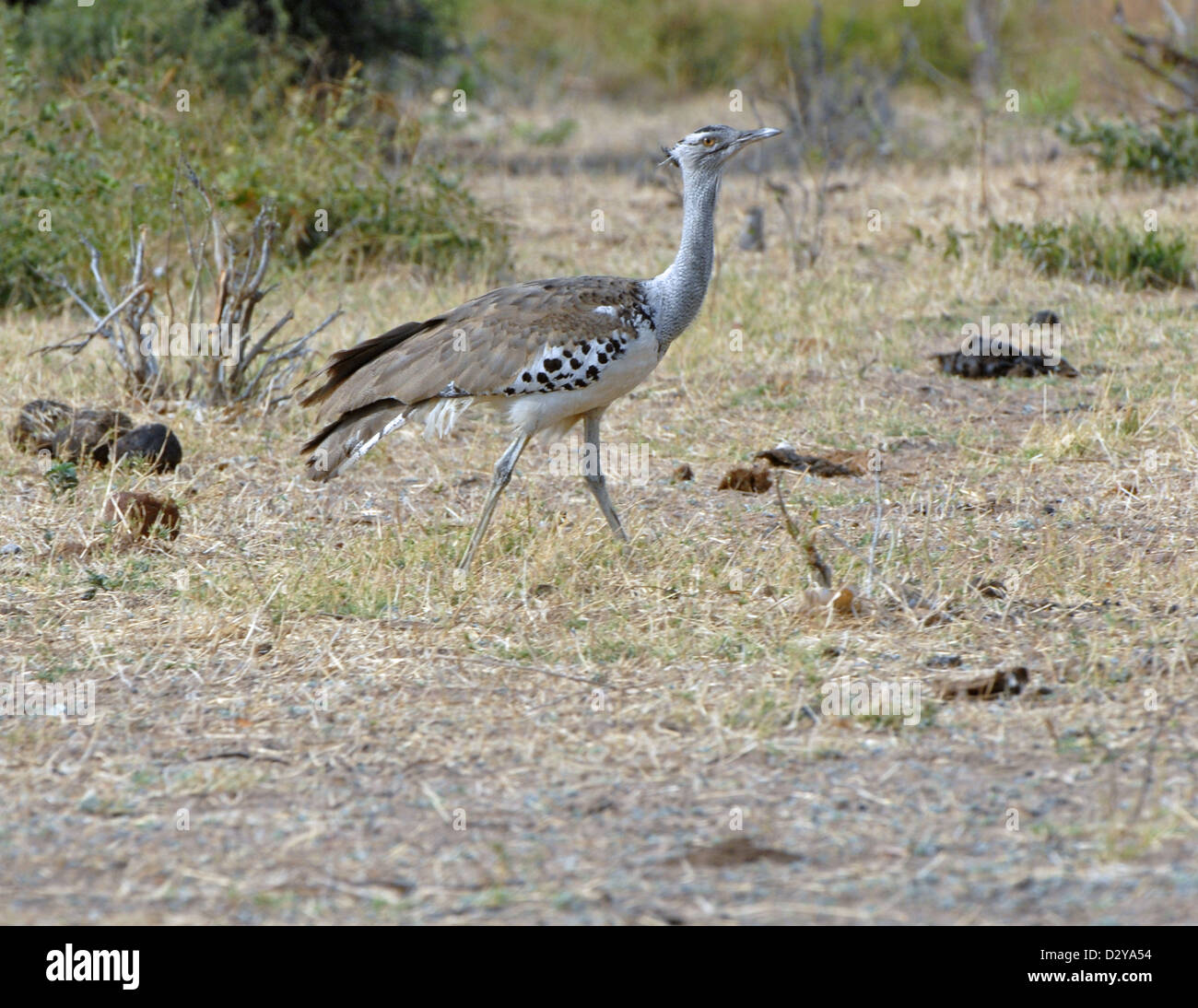 Kori Bustard bird at Moremi Game Reserve, Okavango Delta, Botswana ...
