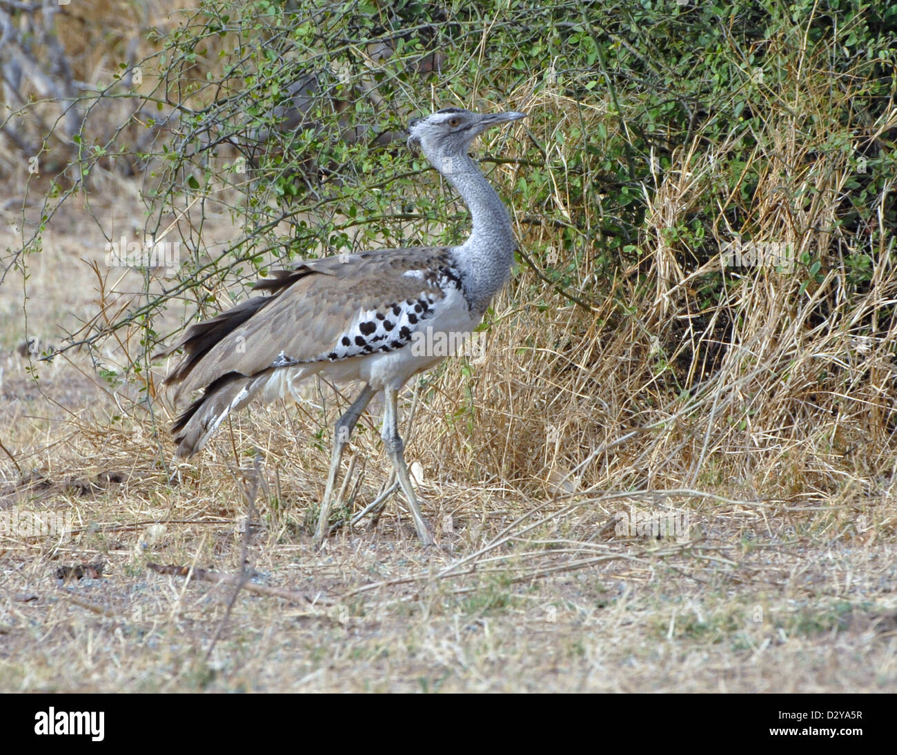 Kori Bustard bird at Moremi Game Reserve, Okavango Delta, Botswana ...
