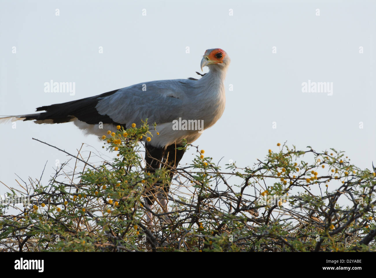 Secretary bird in tree hi-res stock photography and images - Alamy