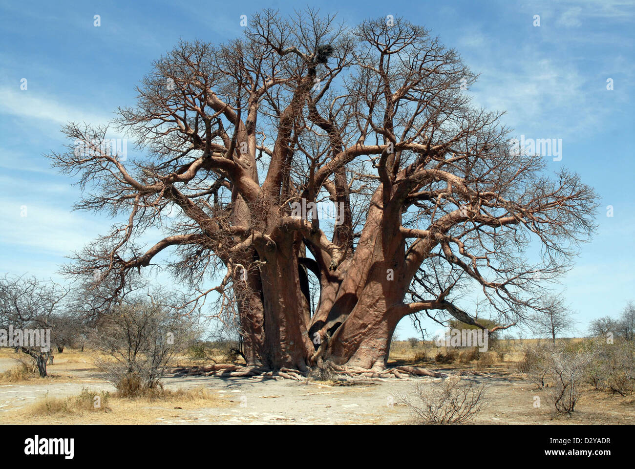 Ancient tree in botswana africa hi-res stock photography and images - Alamy