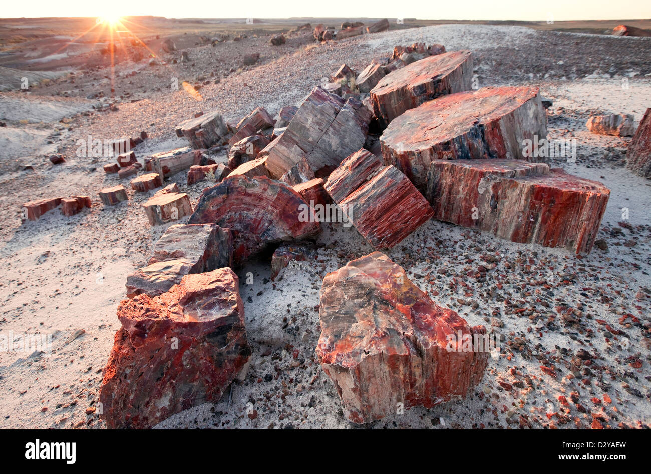 Space View Petrified Forest