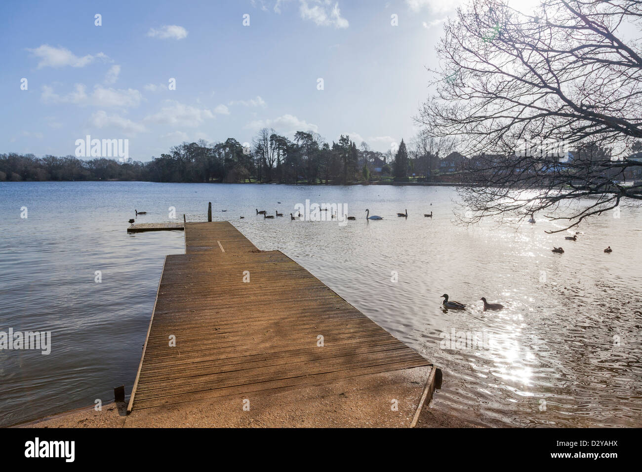 Picturesque view of lake pontoon jetty in winter sunshine with swans ...