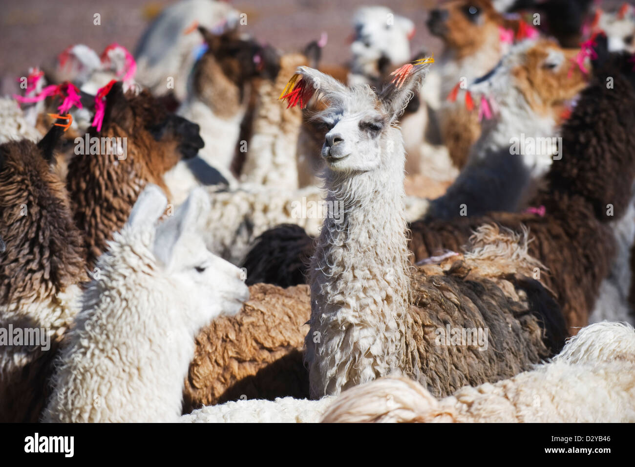 llama (Lama glama) llama at Laguna Colorado, Red Lake, Eduardo Avaroa ...