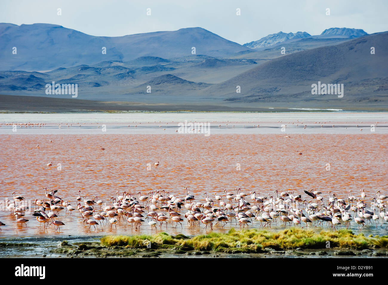 James Flamingo, Phoenicoparrus jamesi, at Laguna Colorado, Red Lake ...