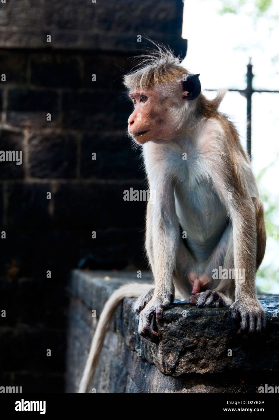Portrait of wild smart monkey with clever and calm look on wall Stock ...
