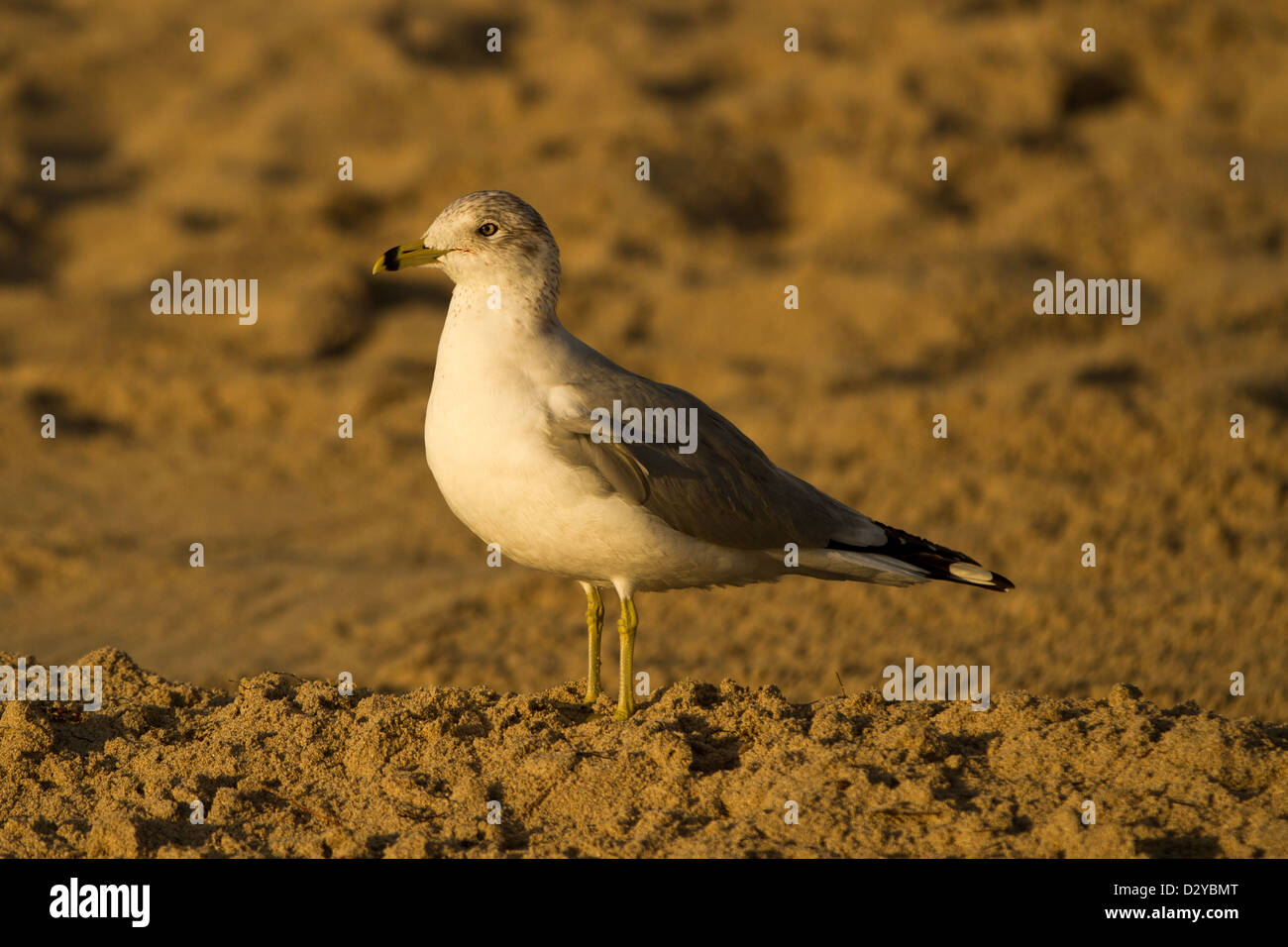 Sea Bird standing in the sand during sunrise Stock Photo - Alamy