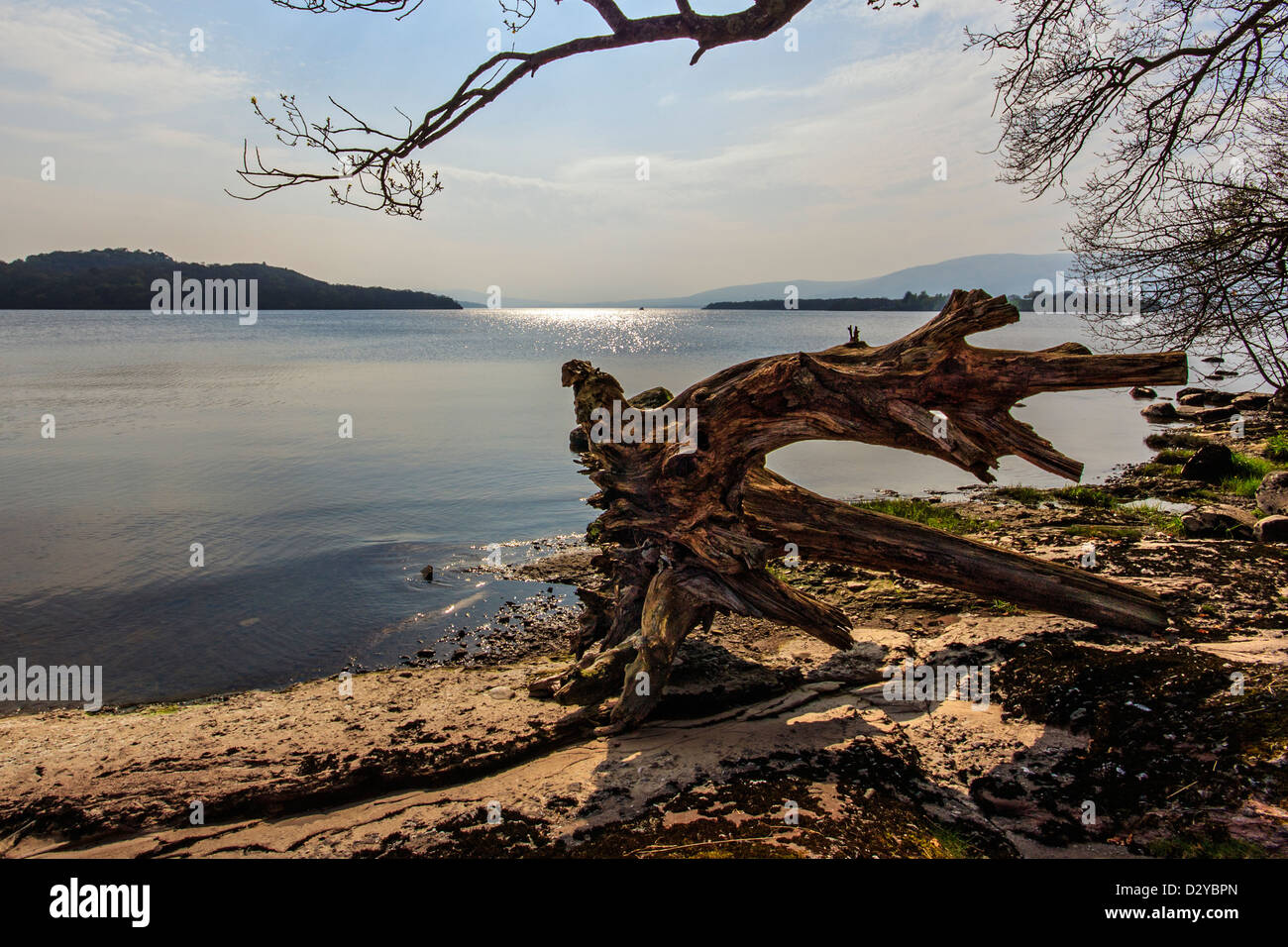Loch an tree hi-res stock photography and images - Alamy