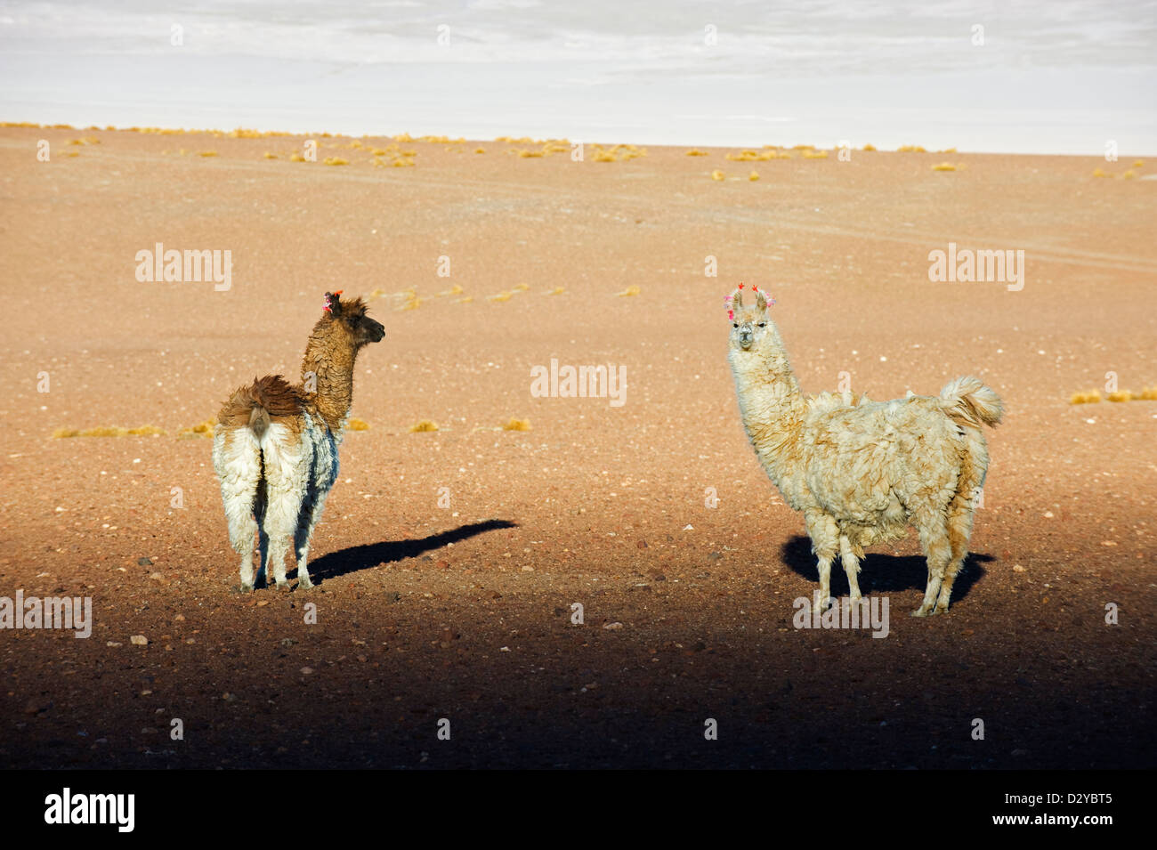 llama (Lama glama) in Eduardo Avaroa Andean National Reserve, Bolivia ...