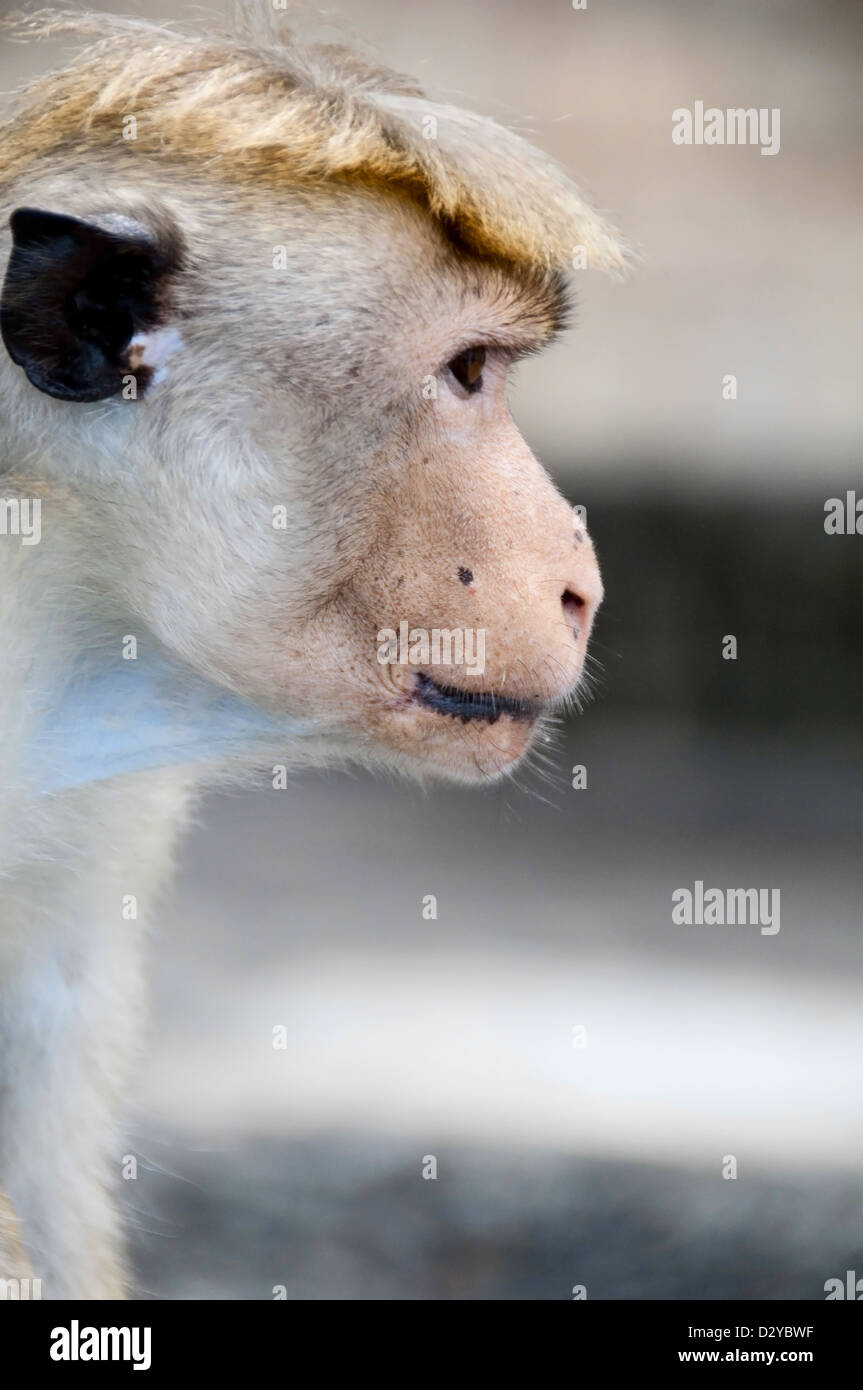 Portrait of wild smart monkey with clever and calm look. It is wild ...
