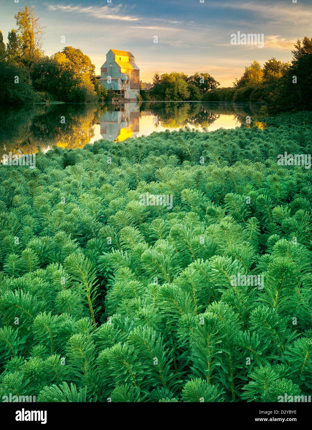 Kompf grain mill and Long Tom River. Monroe, Oregon Stock Photo - Alamy