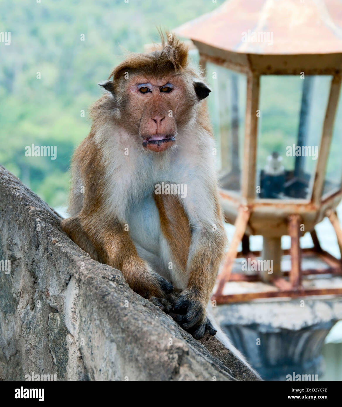 Portrait of wild smart monkey with clever and calm look Stock Photo - Alamy
