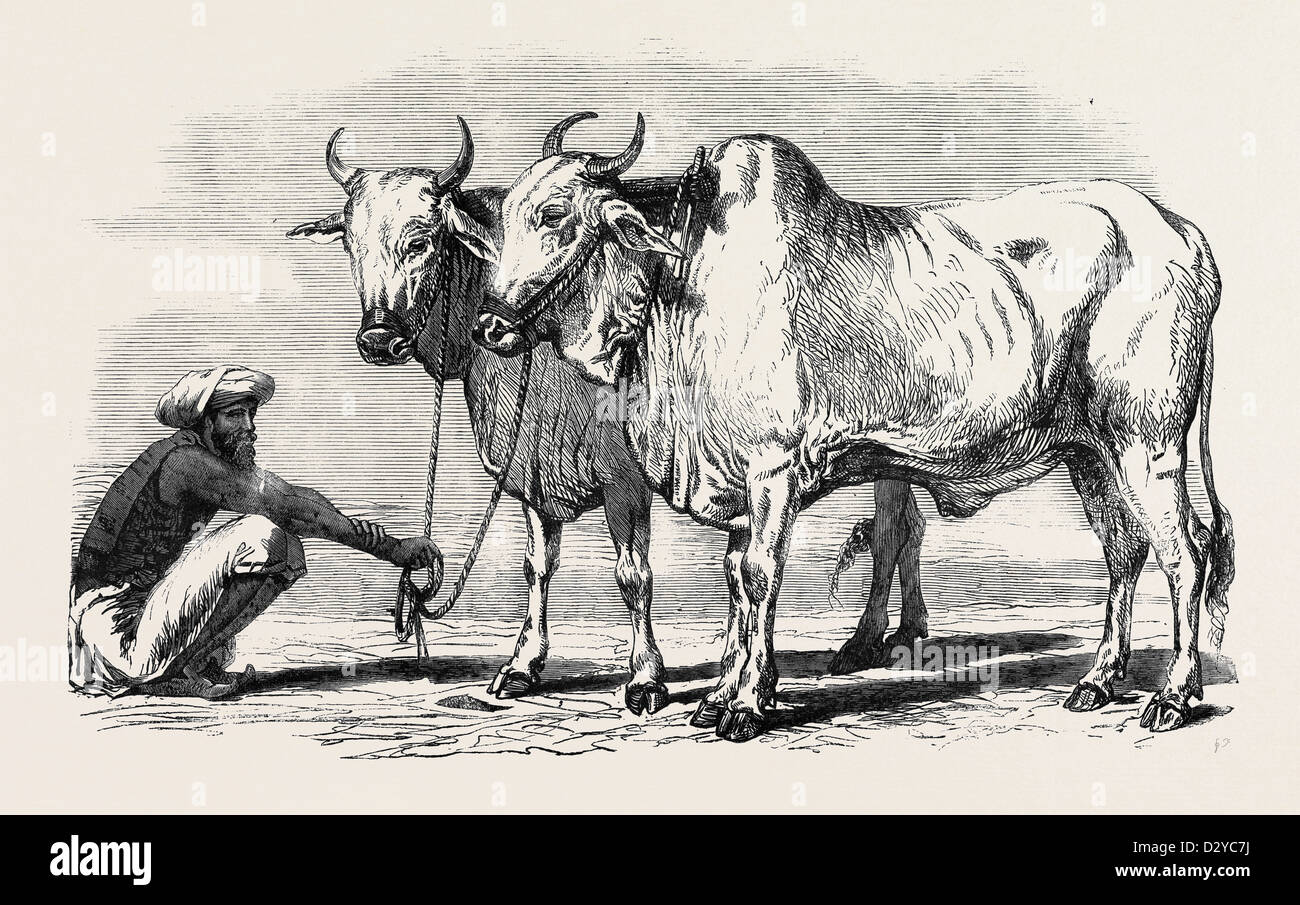GUZERAT OXEN FROM A DRAWING BY W. CARPENTER JUN Stock Photo - Alamy